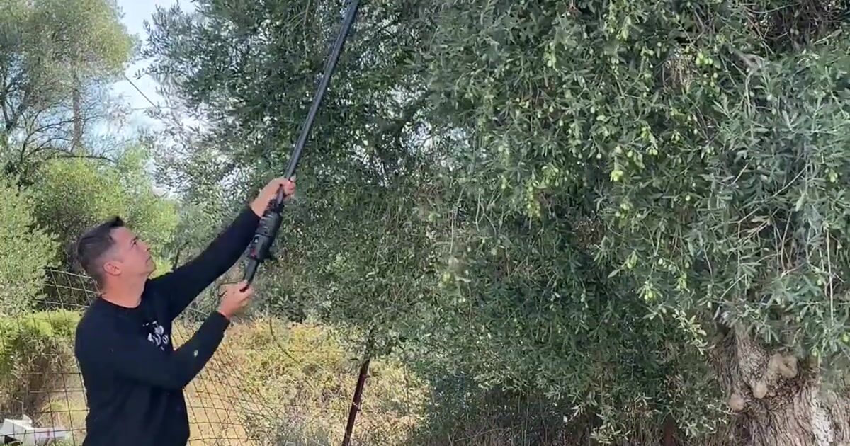 Ελαιοραβδιστικό Minos Nik με Σταθερό Κοντάρι 2.3m και Βάρος 2.5kg ...