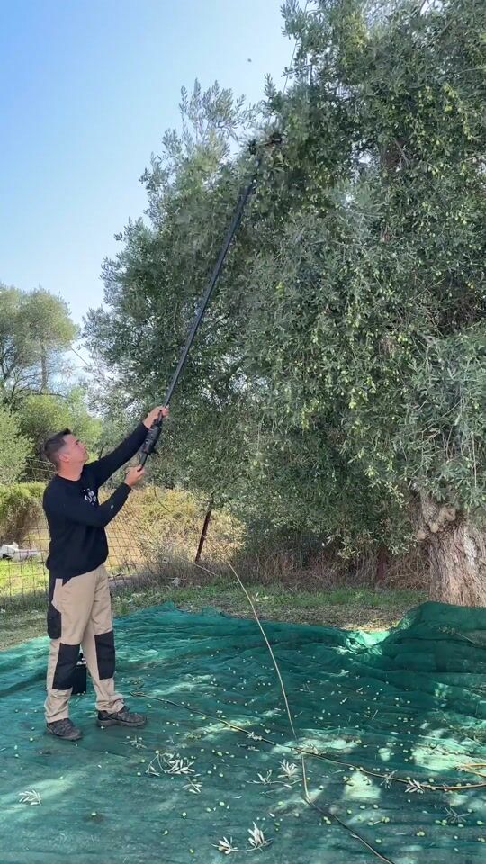 Ελαιοραβδιστικό Minos Nik με Σταθερό Κοντάρι 2.3m και Βάρος 2.5kg ...